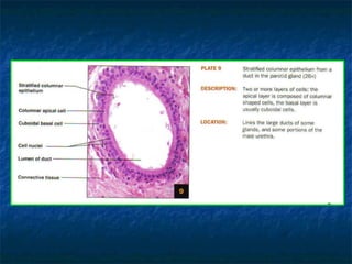 Histology | PPT