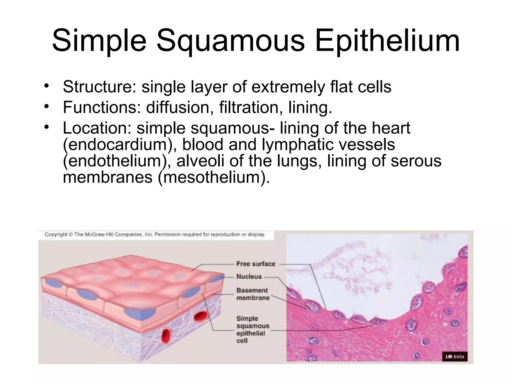 Histology | PPT