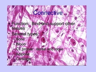 Histology | PPT
