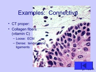 Histology | PPT