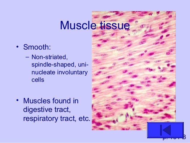 Non Striated Voluntary Muscle