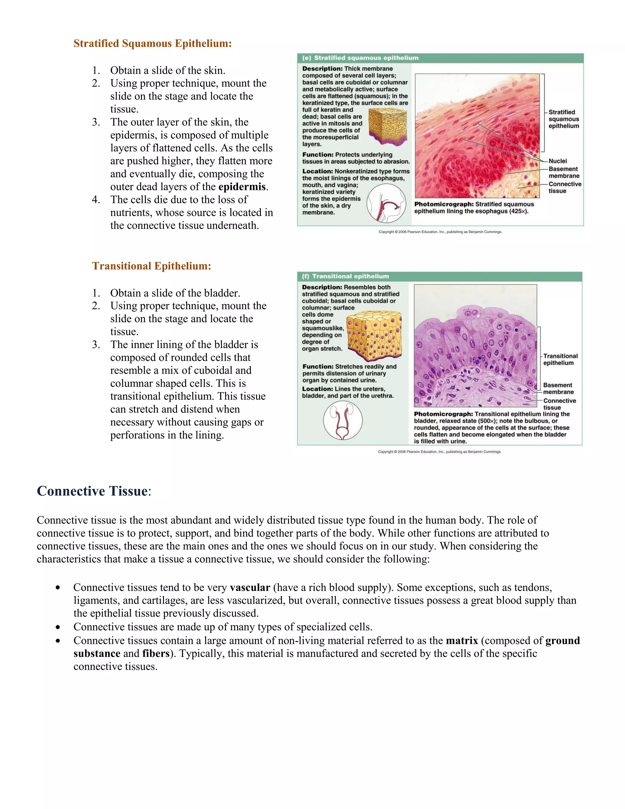 Tissues/Histology by sami | PDF