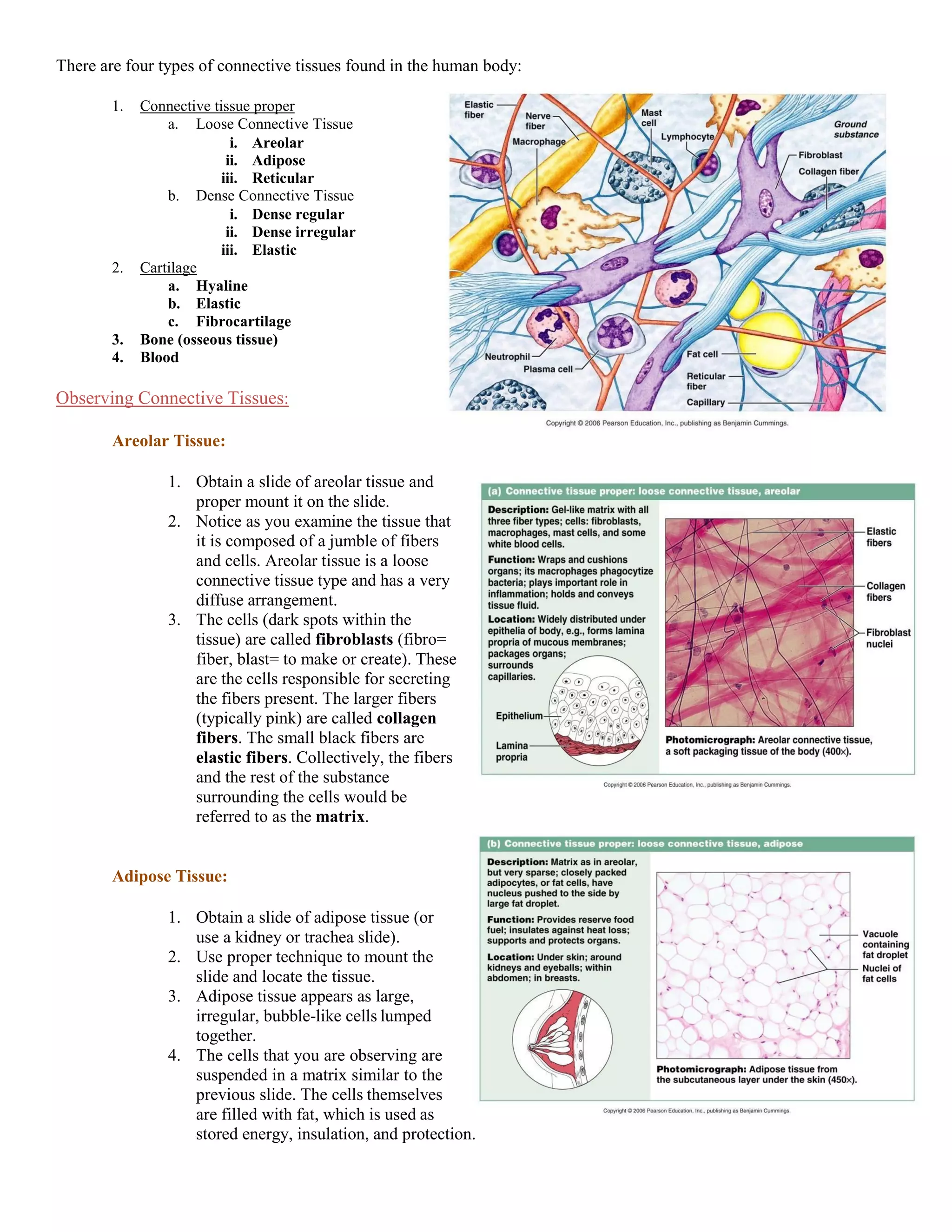 Tissues/Histology by sami | PDF