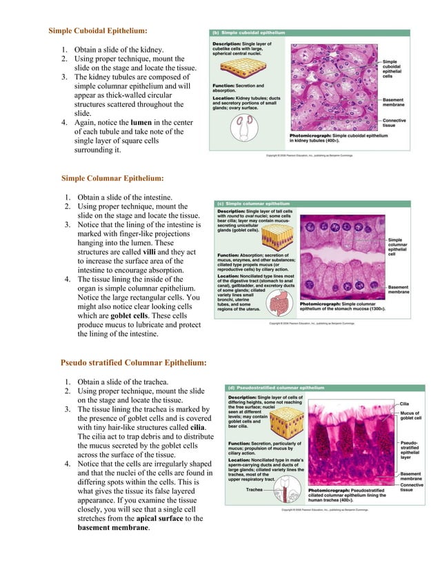 Tissues/Histology by sami | PDF
