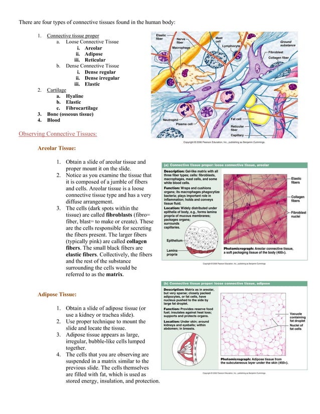 Tissues/Histology by sami | PDF
