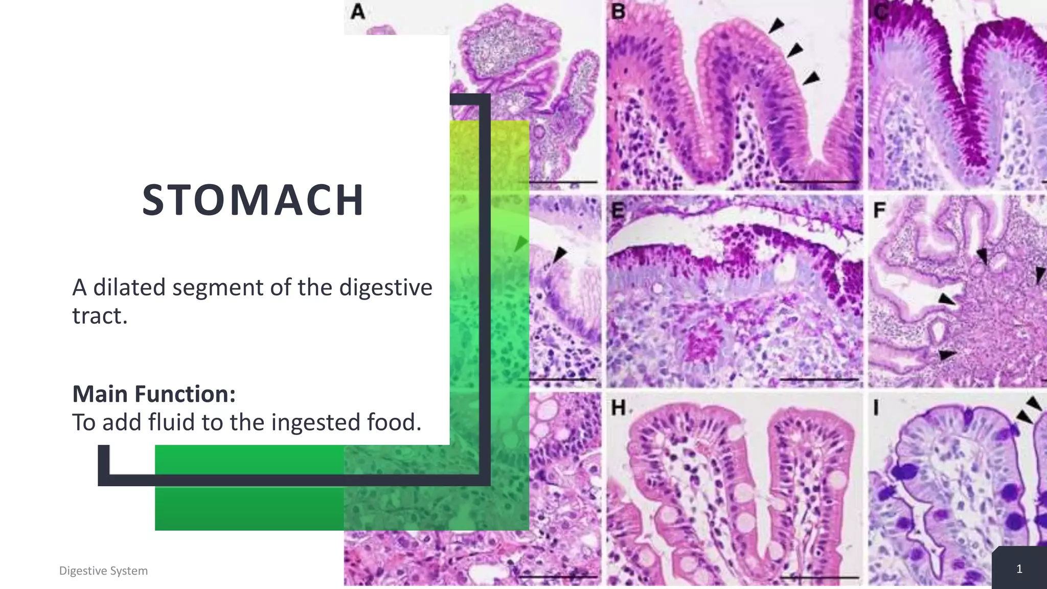 Histology of Stomach | PPTX