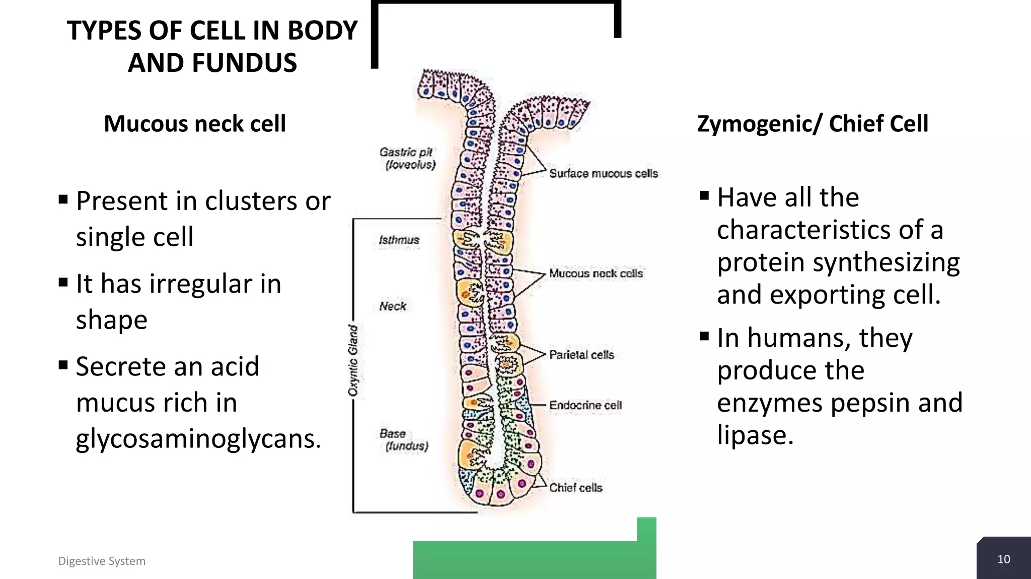 Histology of Stomach | PPTX