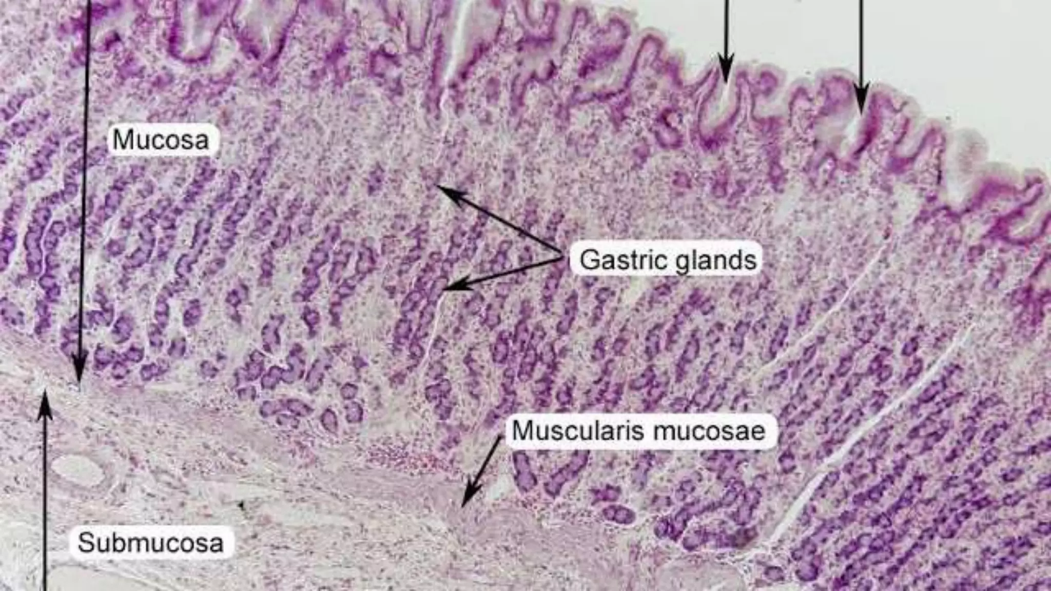Histology of Stomach | PPTX