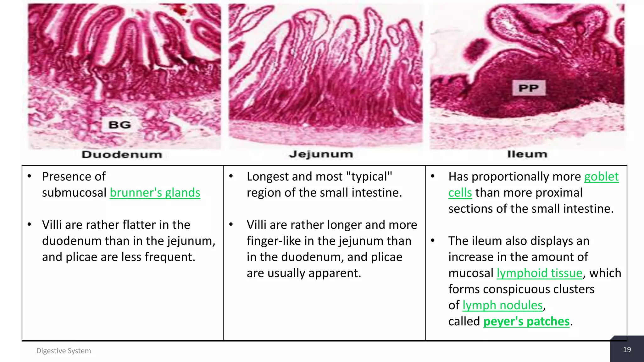 Histology of Stomach | PPTX