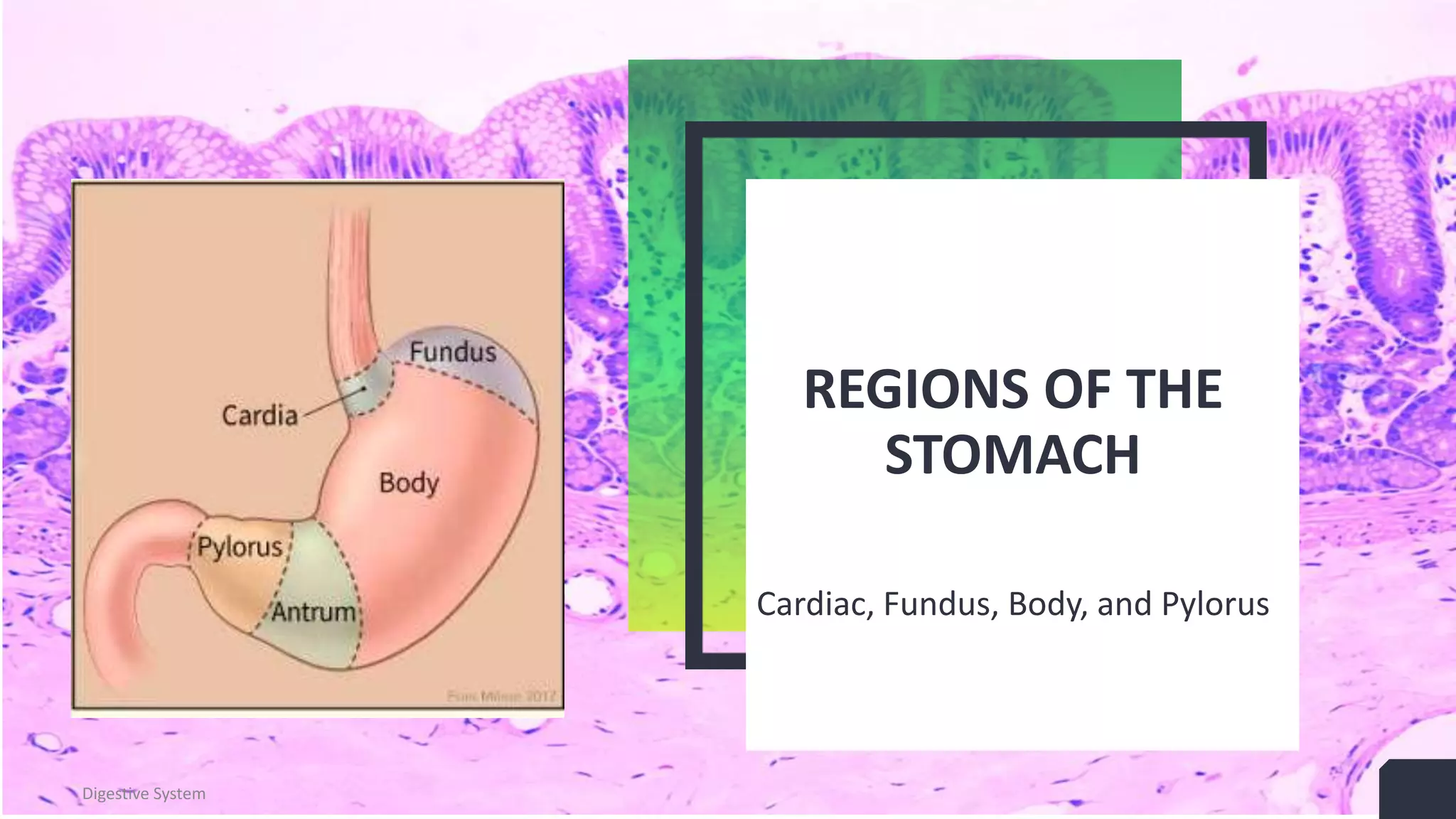 Histology of Stomach | PPTX