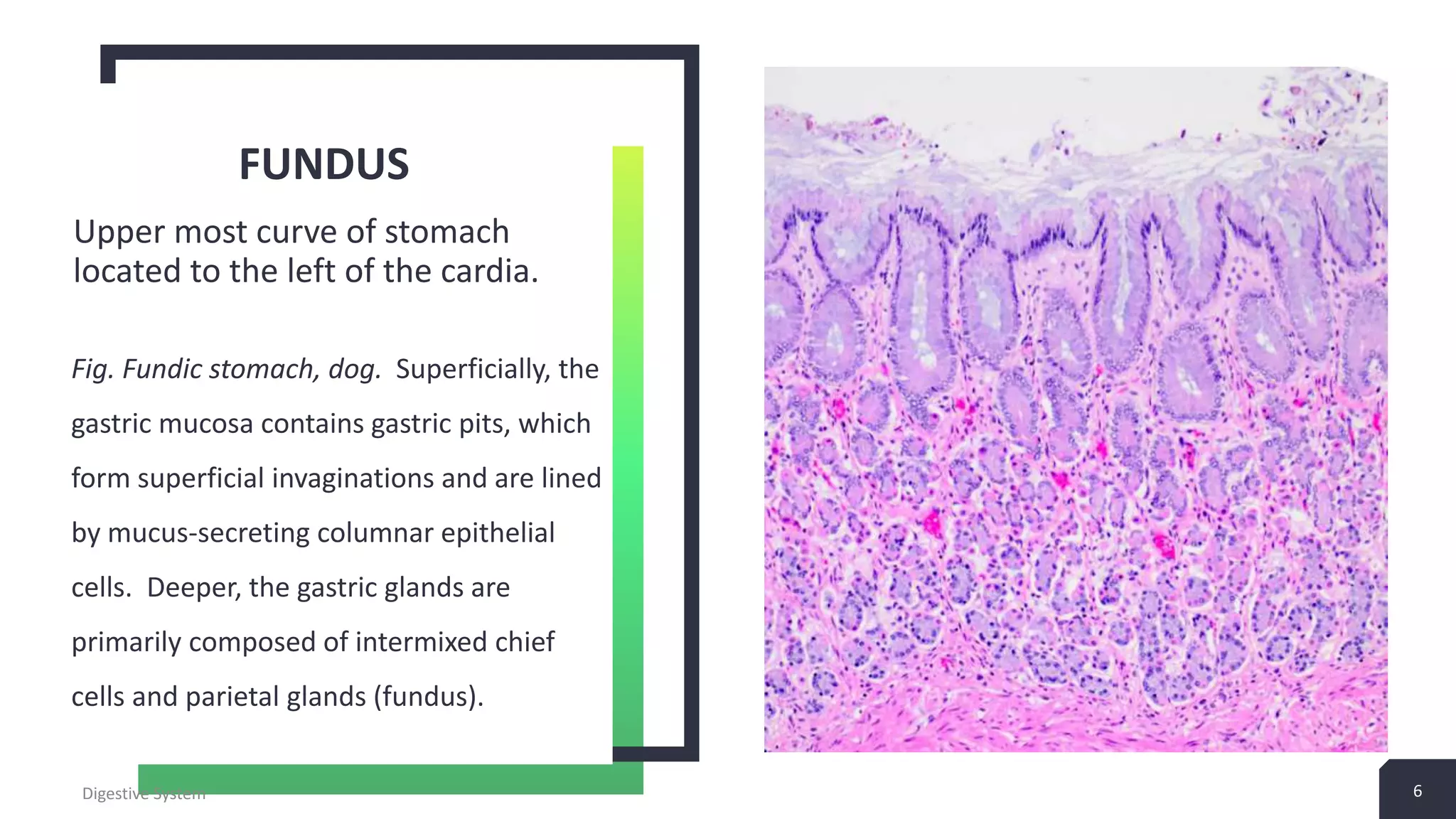 Histology of Stomach | PPTX