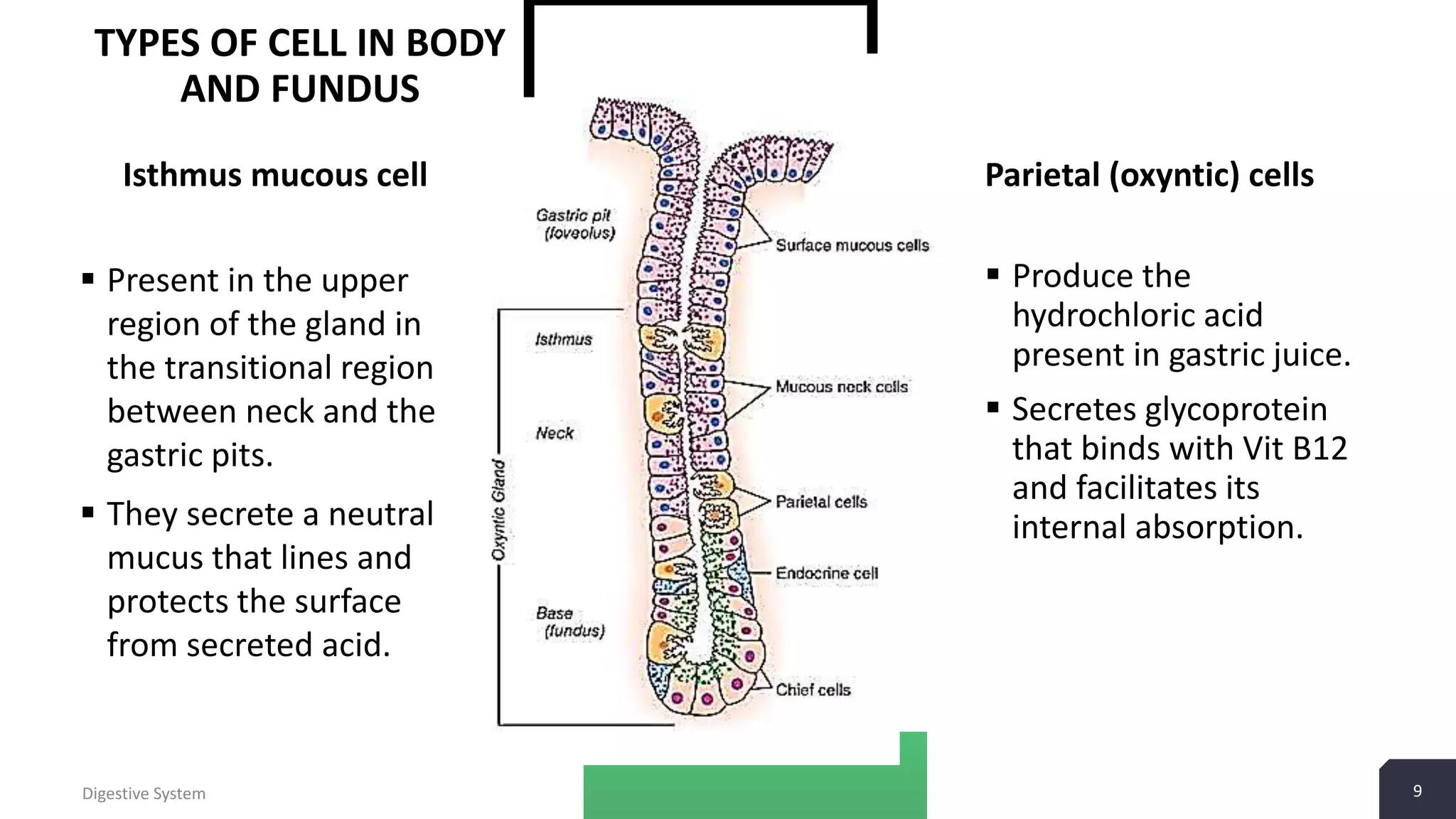 Histology of Stomach | PPTX