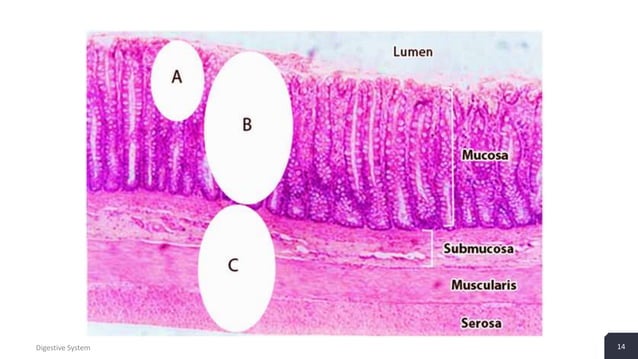 Histology of Stomach | PPTX | Digestive Disorders | Diseases and Conditions