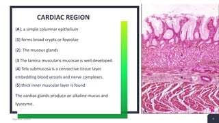 Histology of Stomach | PPTX