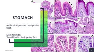 Small Intestine Histology Slides