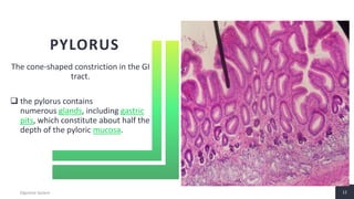 Stomach Pylorus Histology