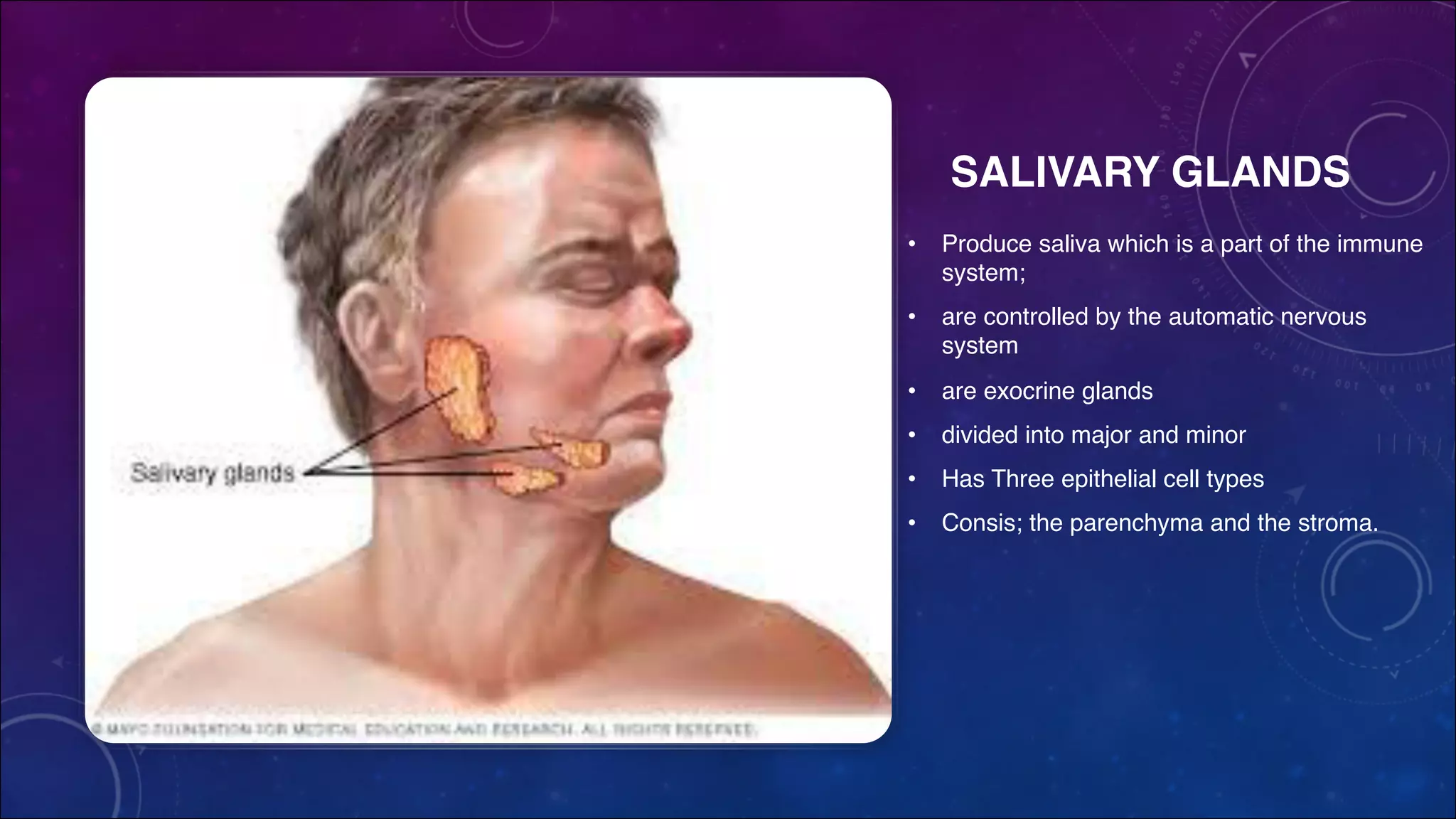 Salivary glands | PPT