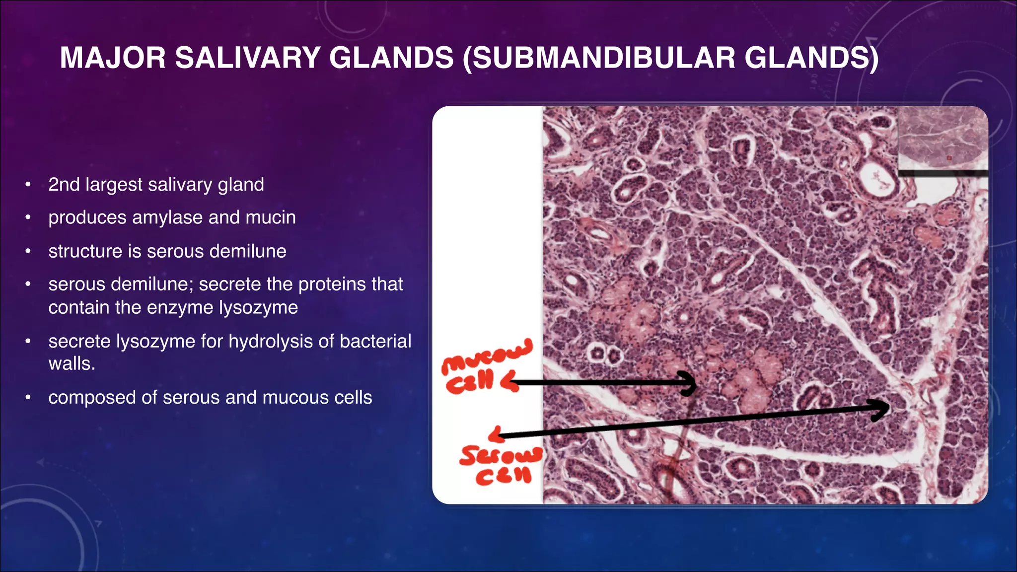 Salivary glands | PDF
