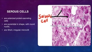 Salivary glands | PPT