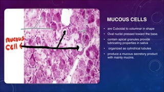 Salivary glands | PPT