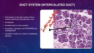 Salivary glands | PPT