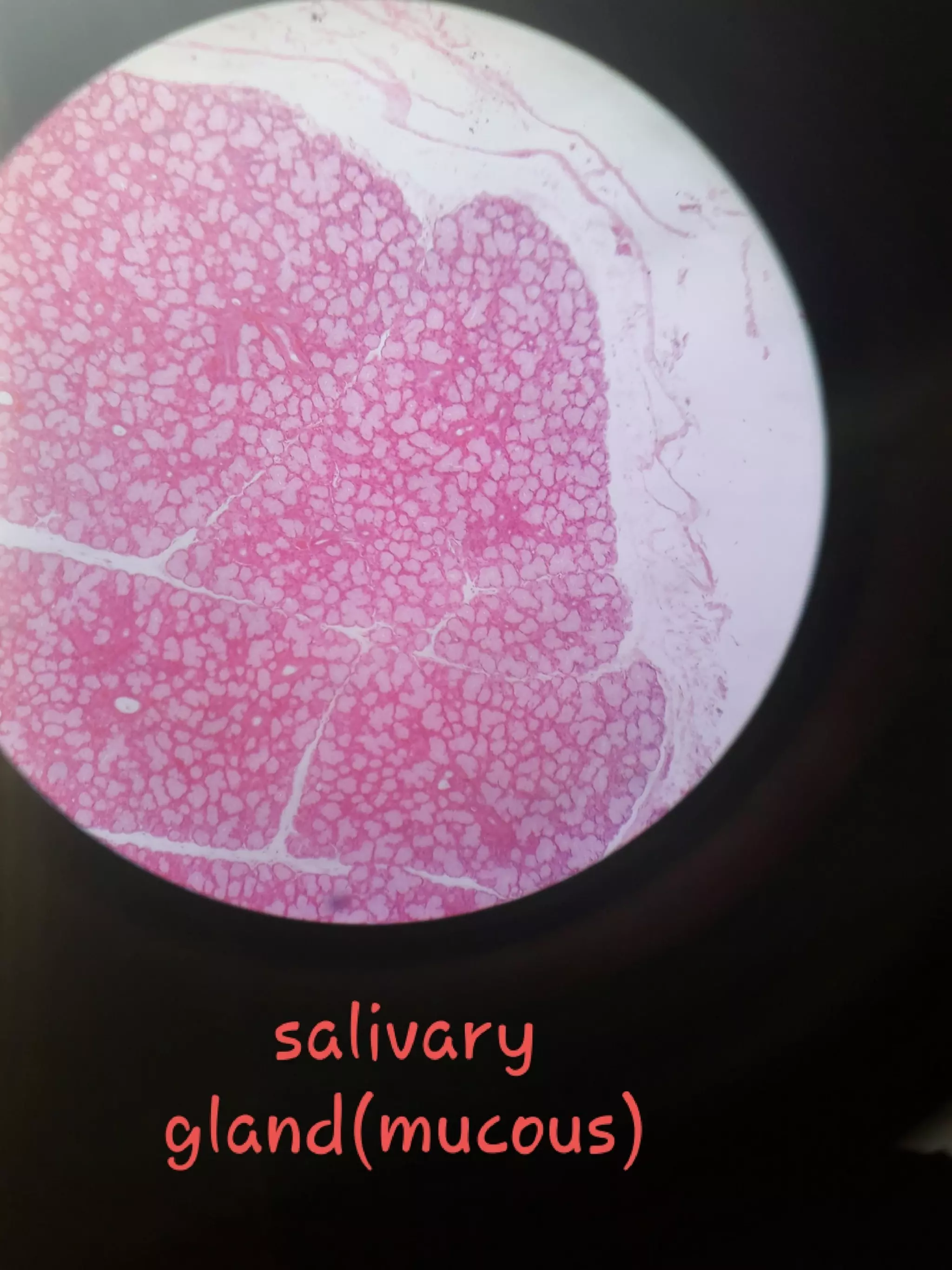 Histology.pdf