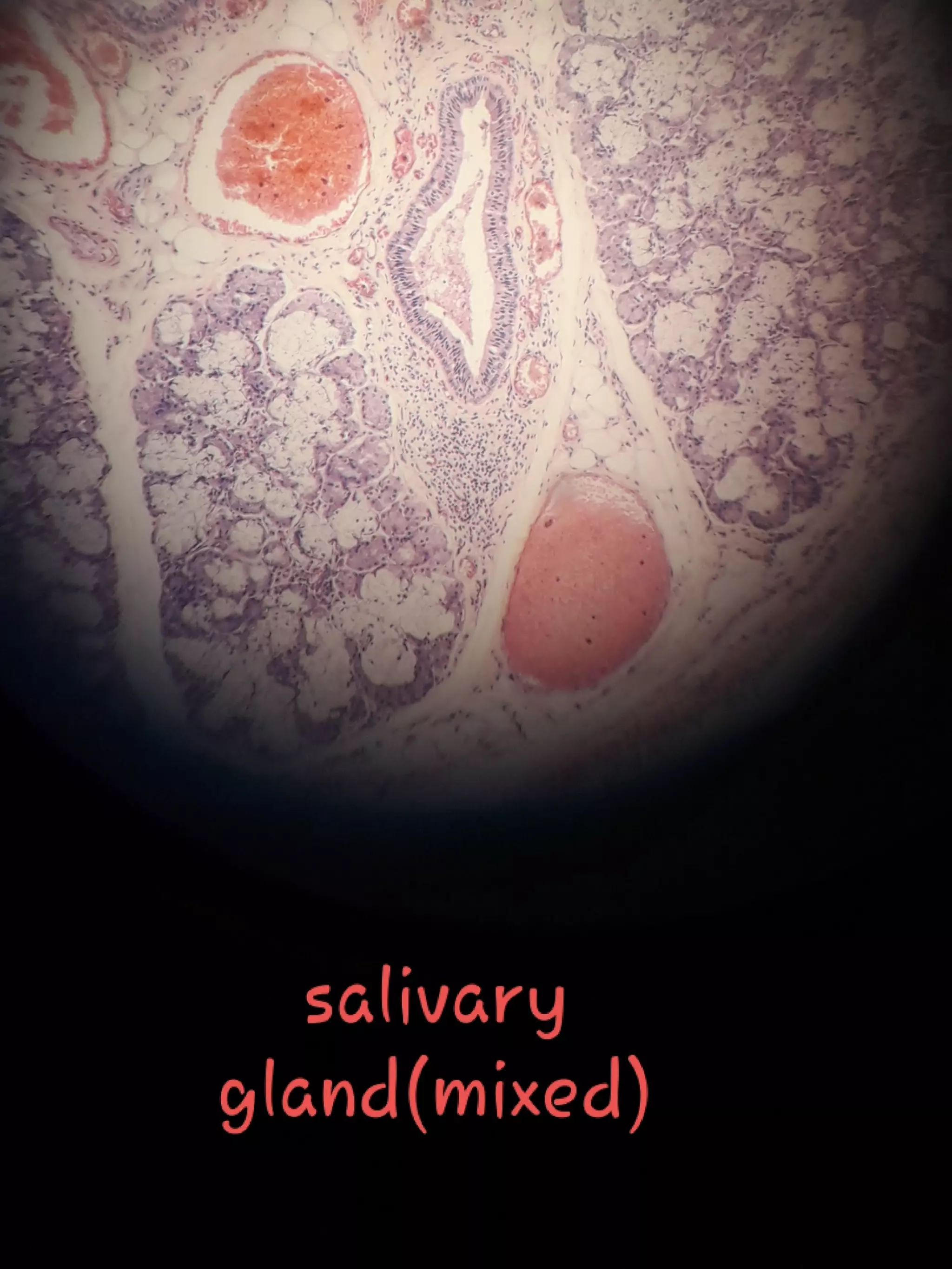 Histology.pdf