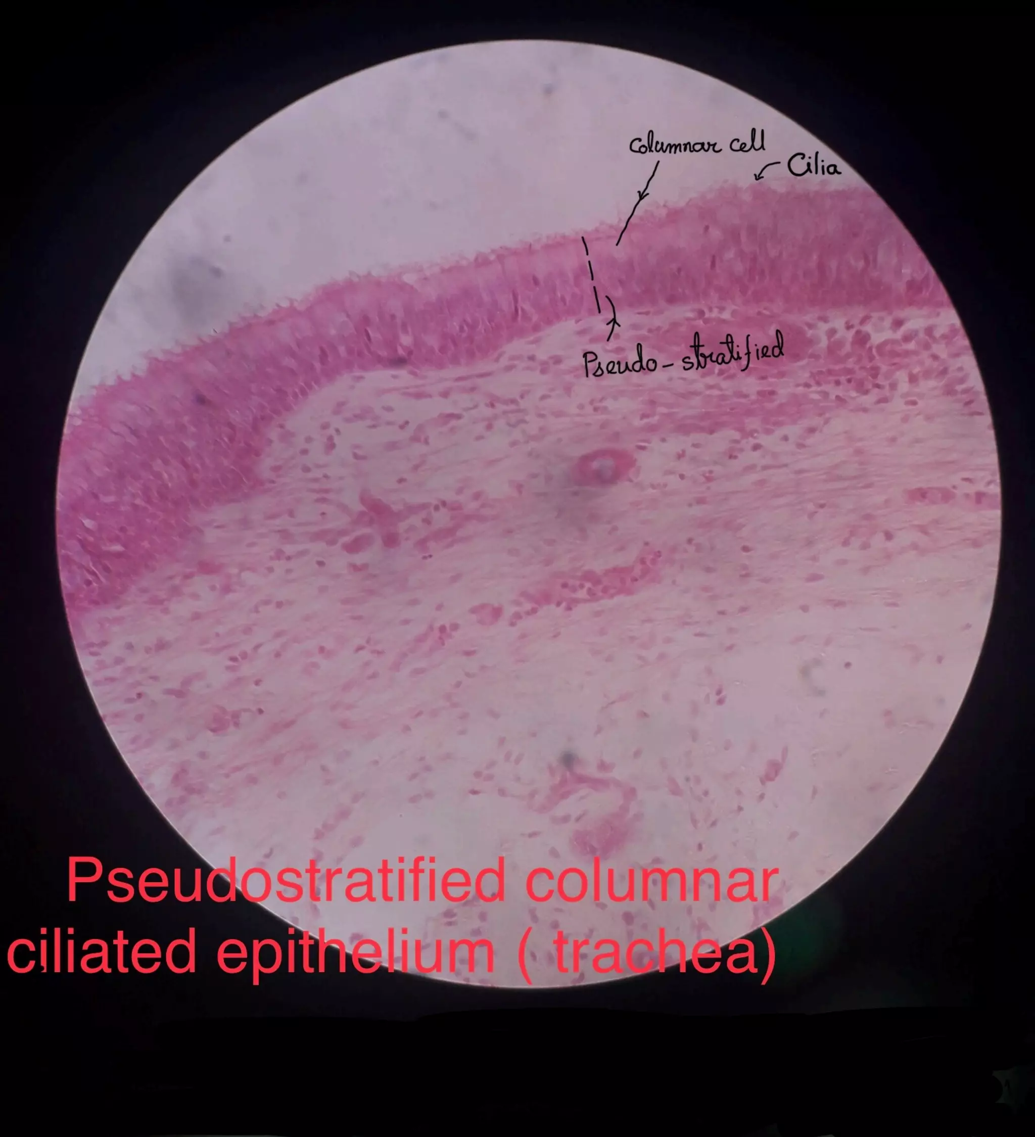 Histology.pdf