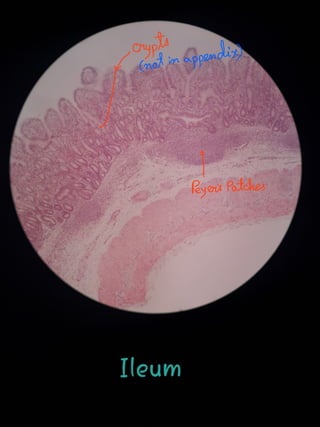 Histology.pdf