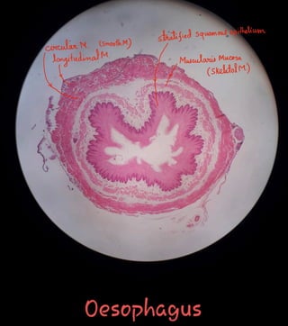 Histology.pdf