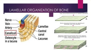 histology of bone for an optometry student ug reference | PPTX