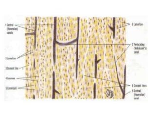 Histology - bone.pptx