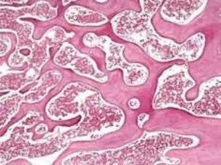 Histology - bone.pptx