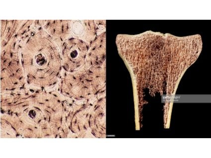 Histology - bone.pptx