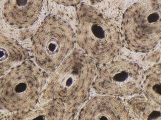 Histology - bone.pptx