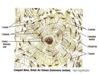 Histology - bone.pptx