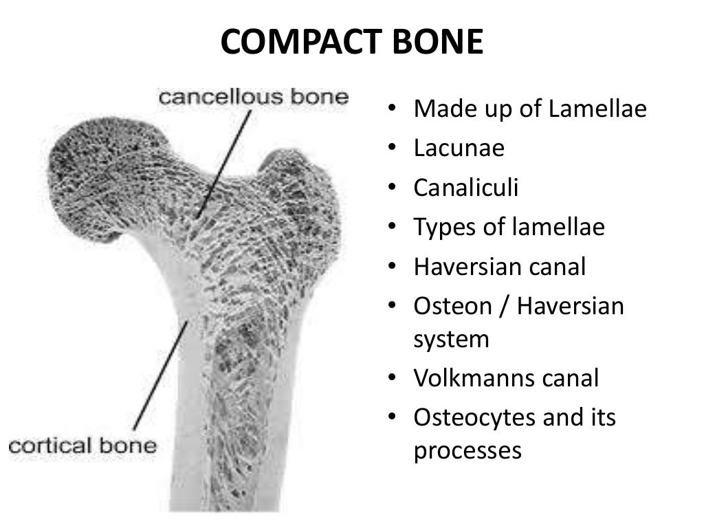 Histology - bone.pptx