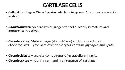 Histology - Bone and Cartilage.pptx