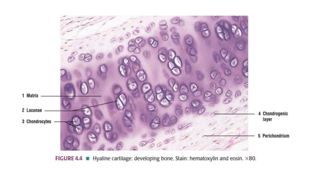 Histology - Bone and Cartilage.pptx