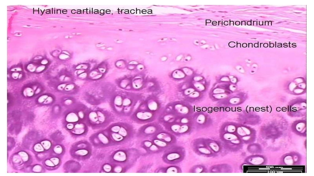 Histology - Bone and Cartilage.pptx