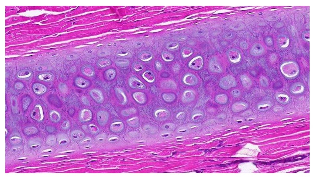 Histology - Bone and Cartilage.pptx