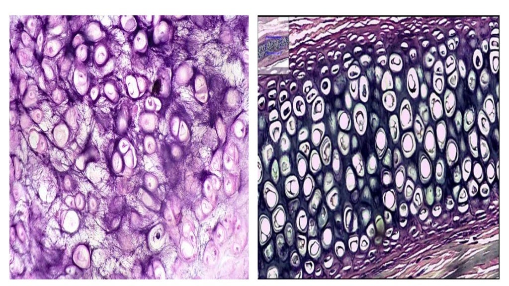 Histology - Bone and Cartilage.pptx