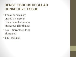 Histology - Connective tissue.pptx