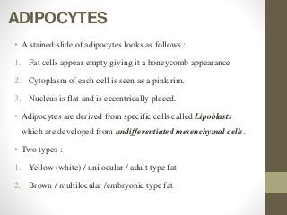 Histology - Connective tissue.pptx