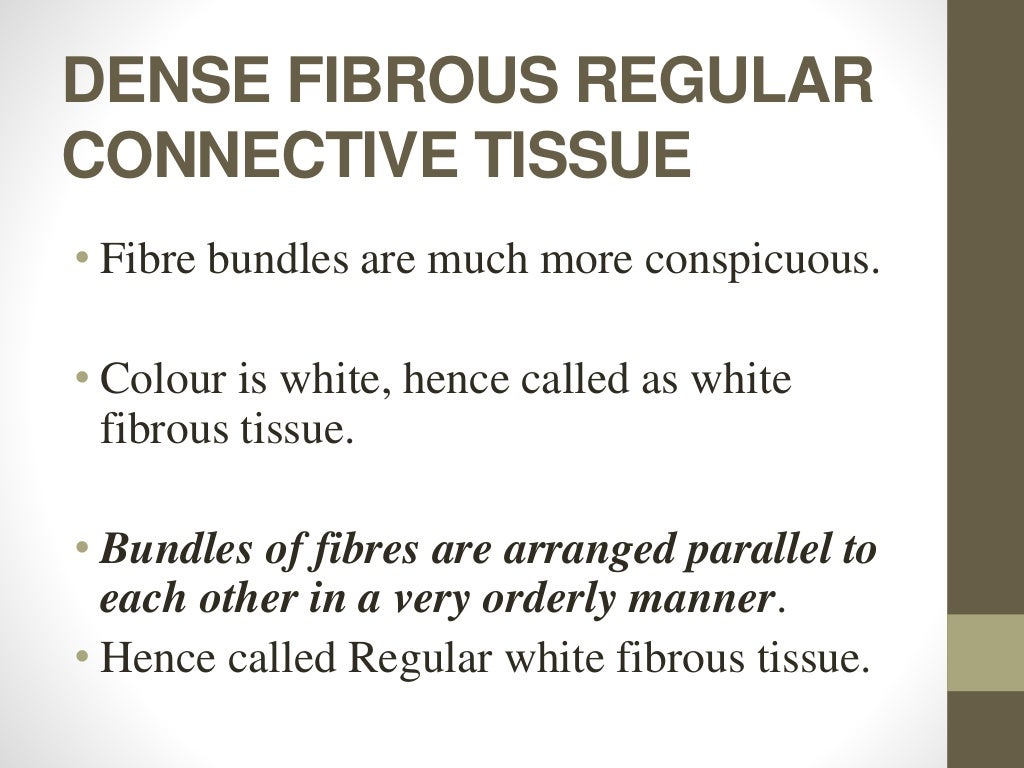 Histology - Connective tissue.pptx