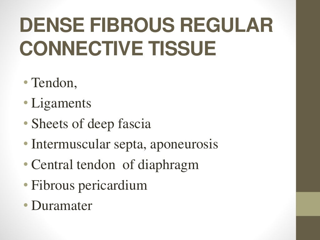Histology - Connective tissue.pptx