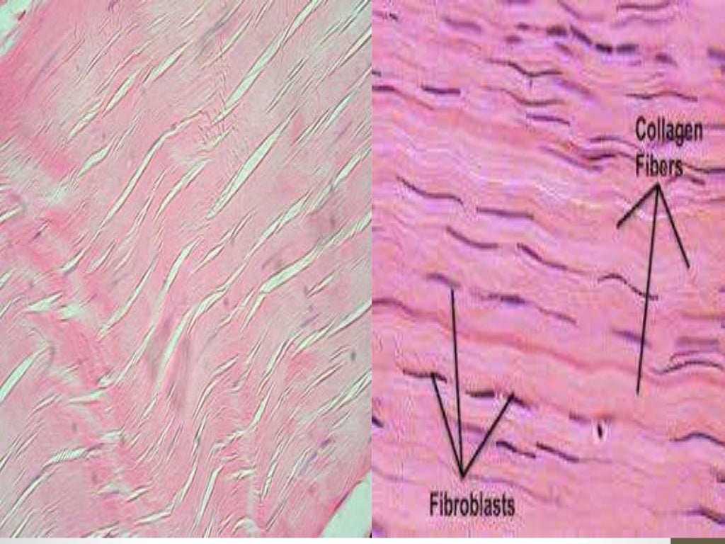 Histology - Connective tissue.pptx