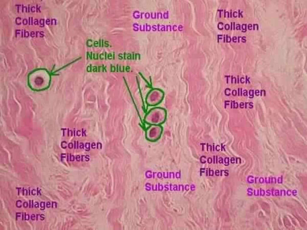Histology - Connective tissue.pptx