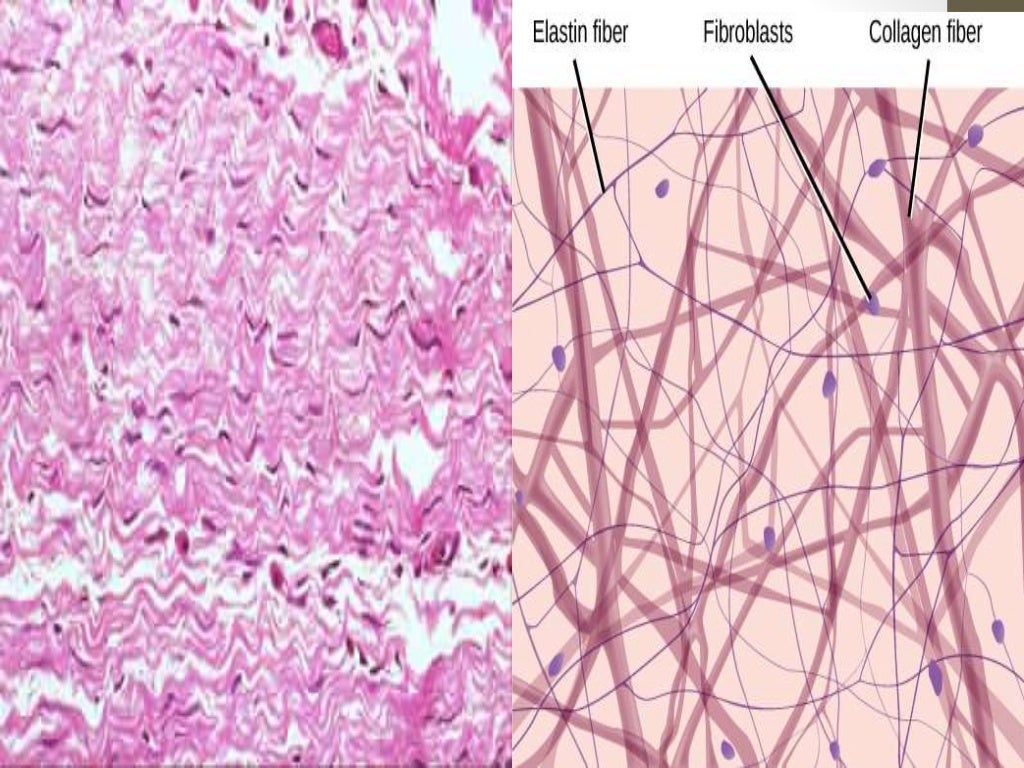 Histology - Connective tissue.pptx