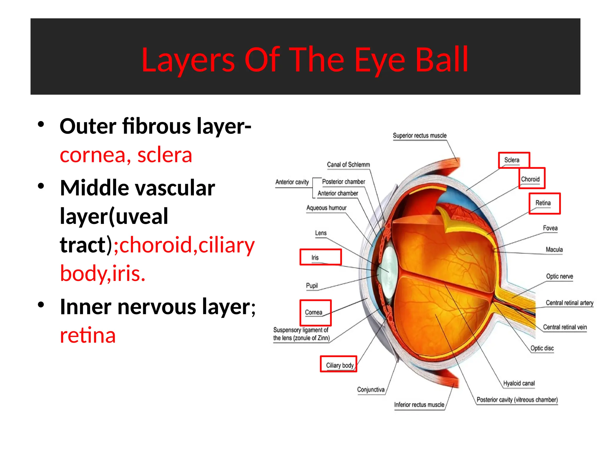 Normal Histology of cornea & retina.pptx